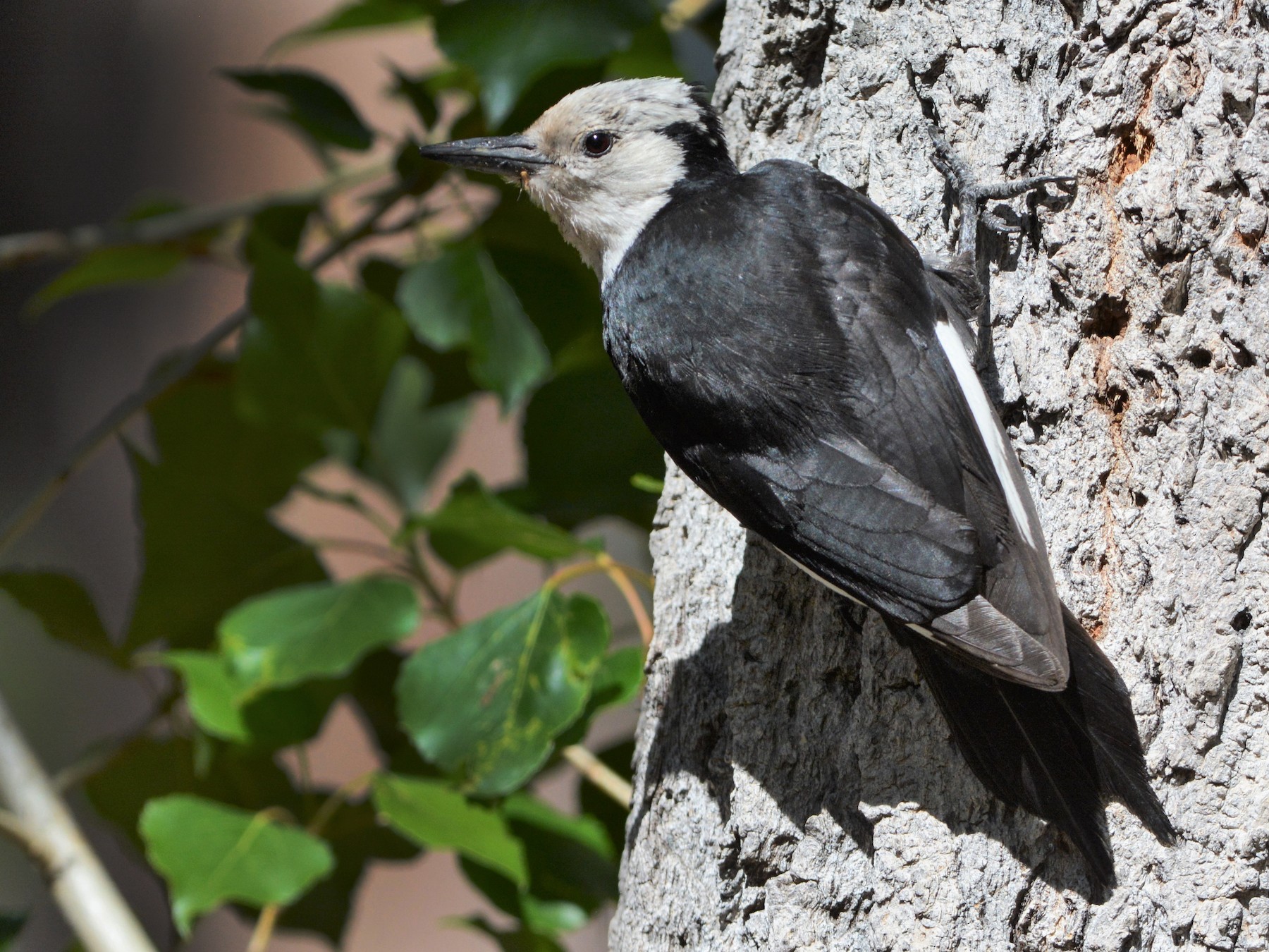 White-headed Woodpecker - eBird