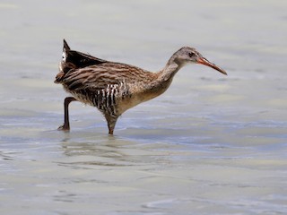 Clapper Rail - eBird