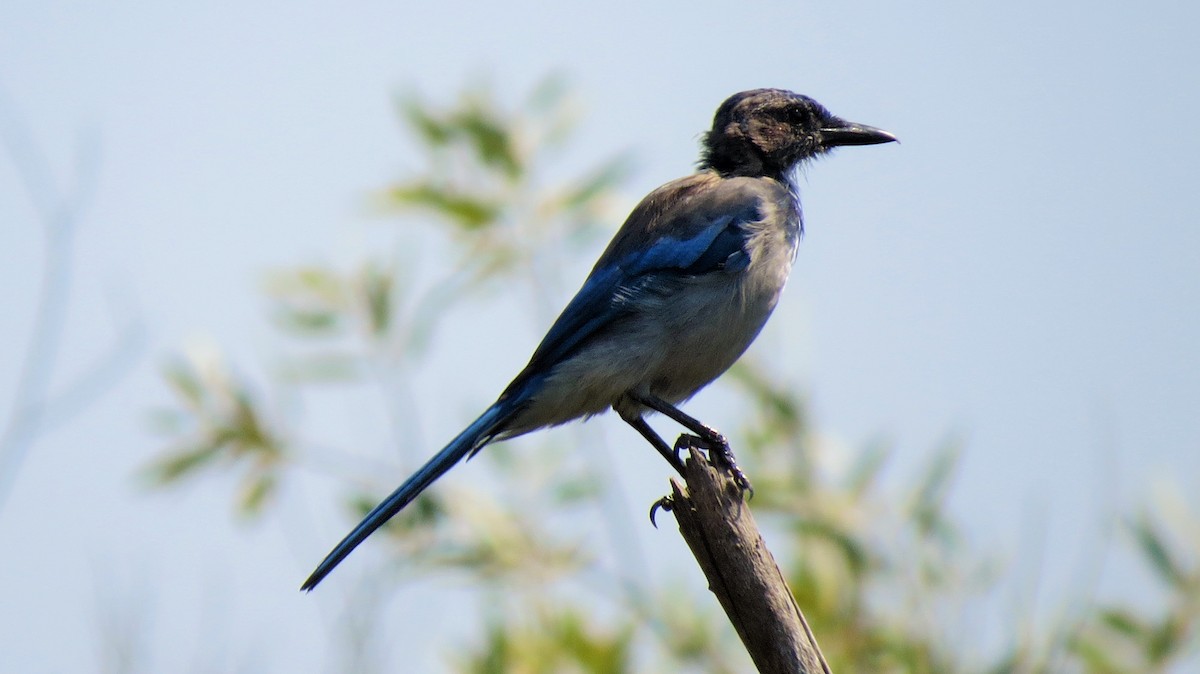 eBird Checklist - 19 Aug 2015 - Westlake Lake (LA Co. side) - 10 ...