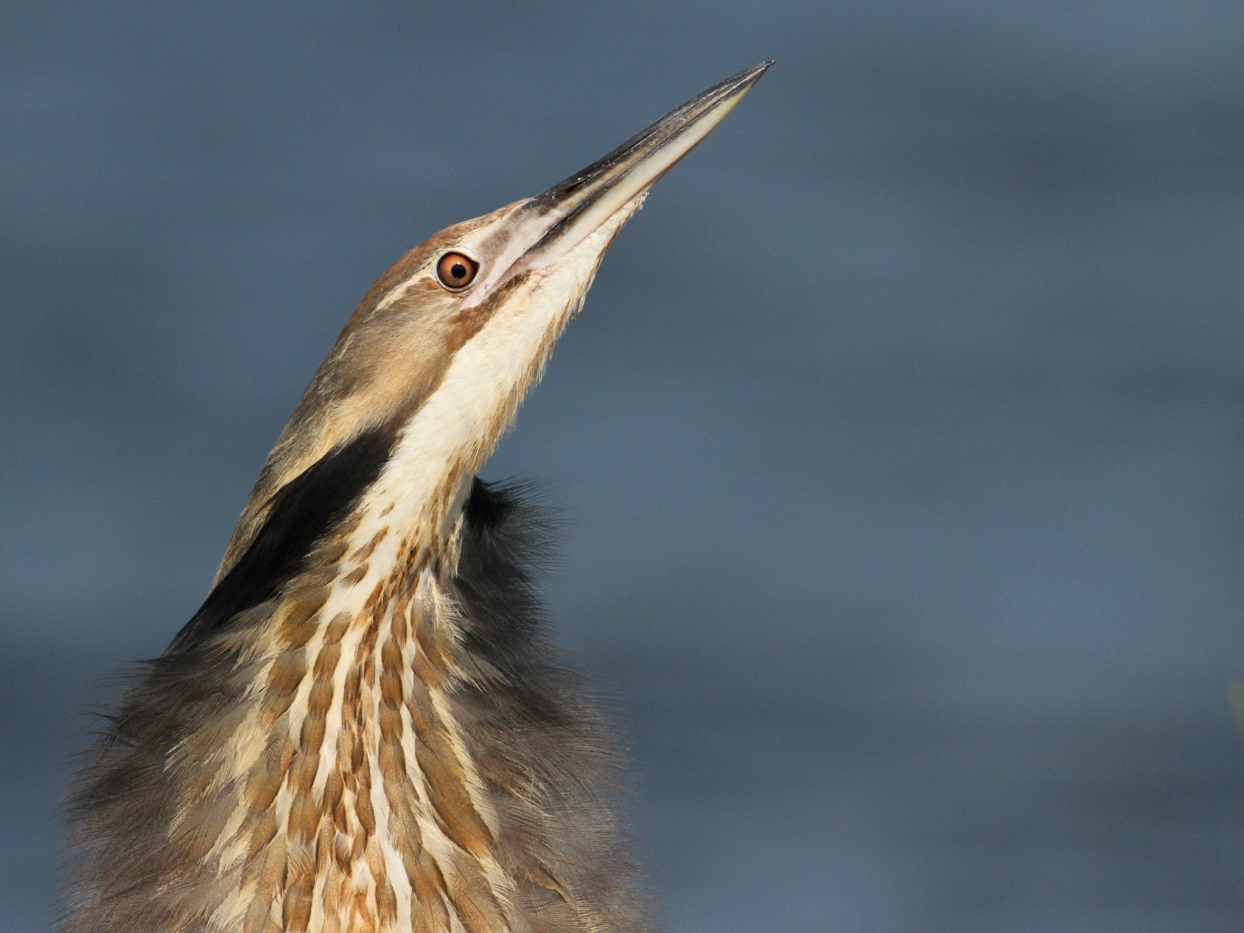 American Bittern - eBird