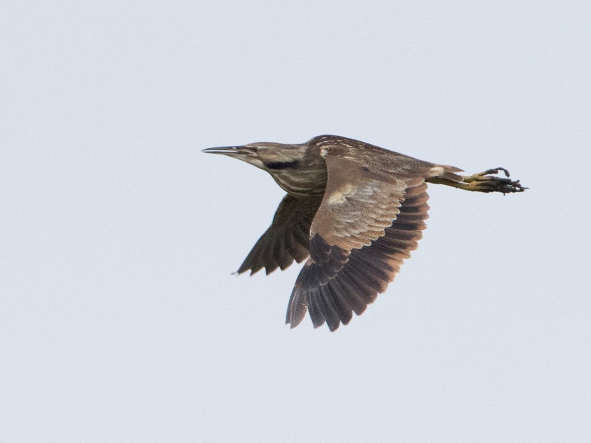 American Bittern - eBird