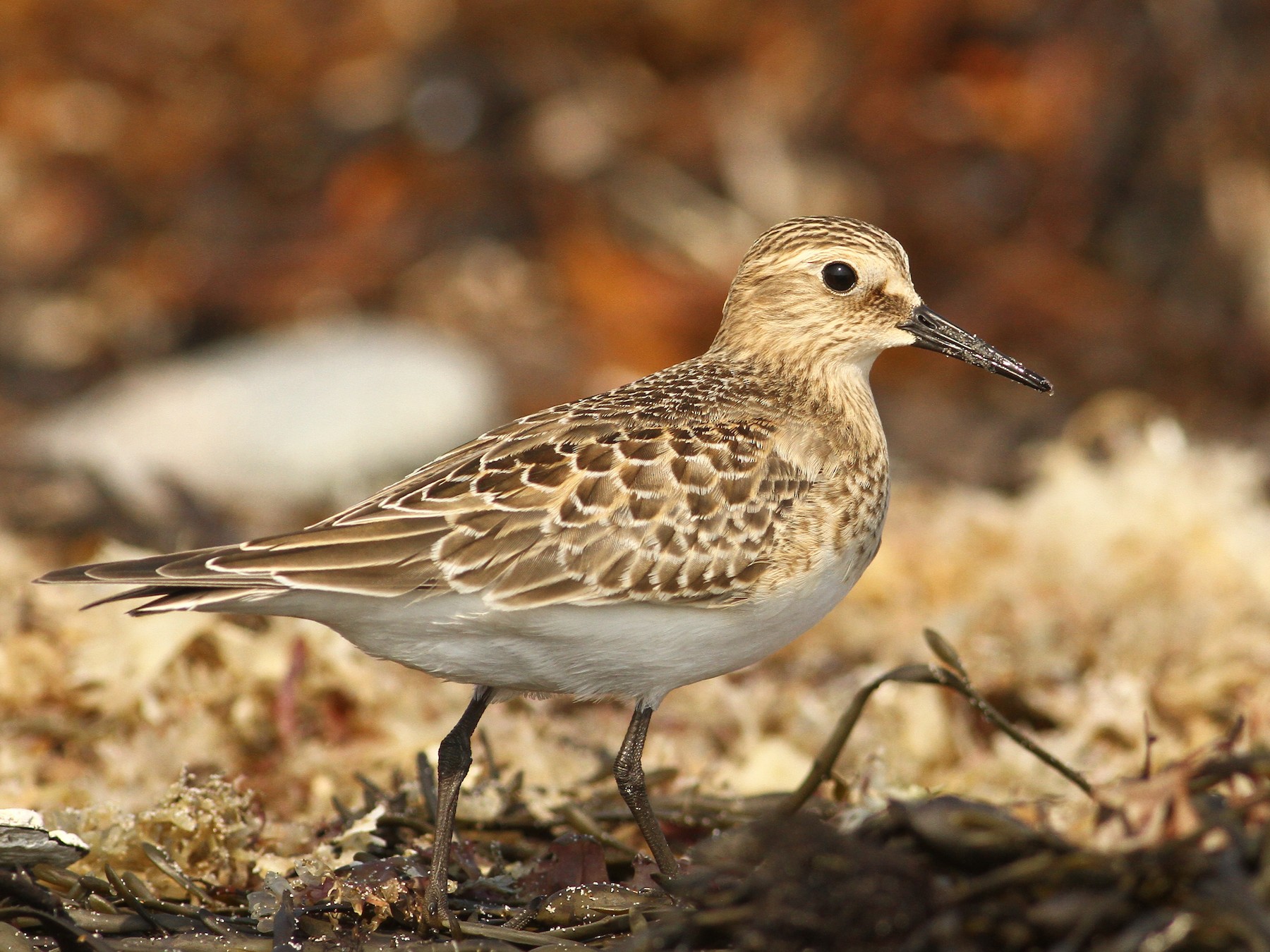 Baird's Sandpiper - eBird