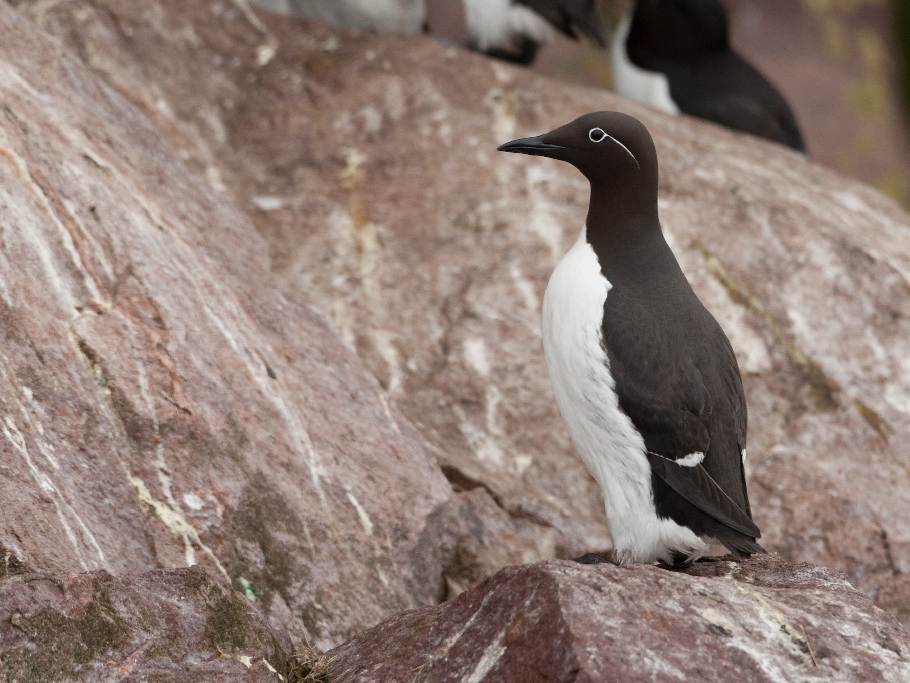 Common Murre - eBird