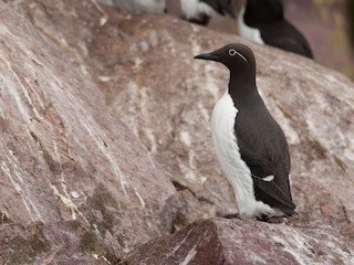 Common Murre - eBird