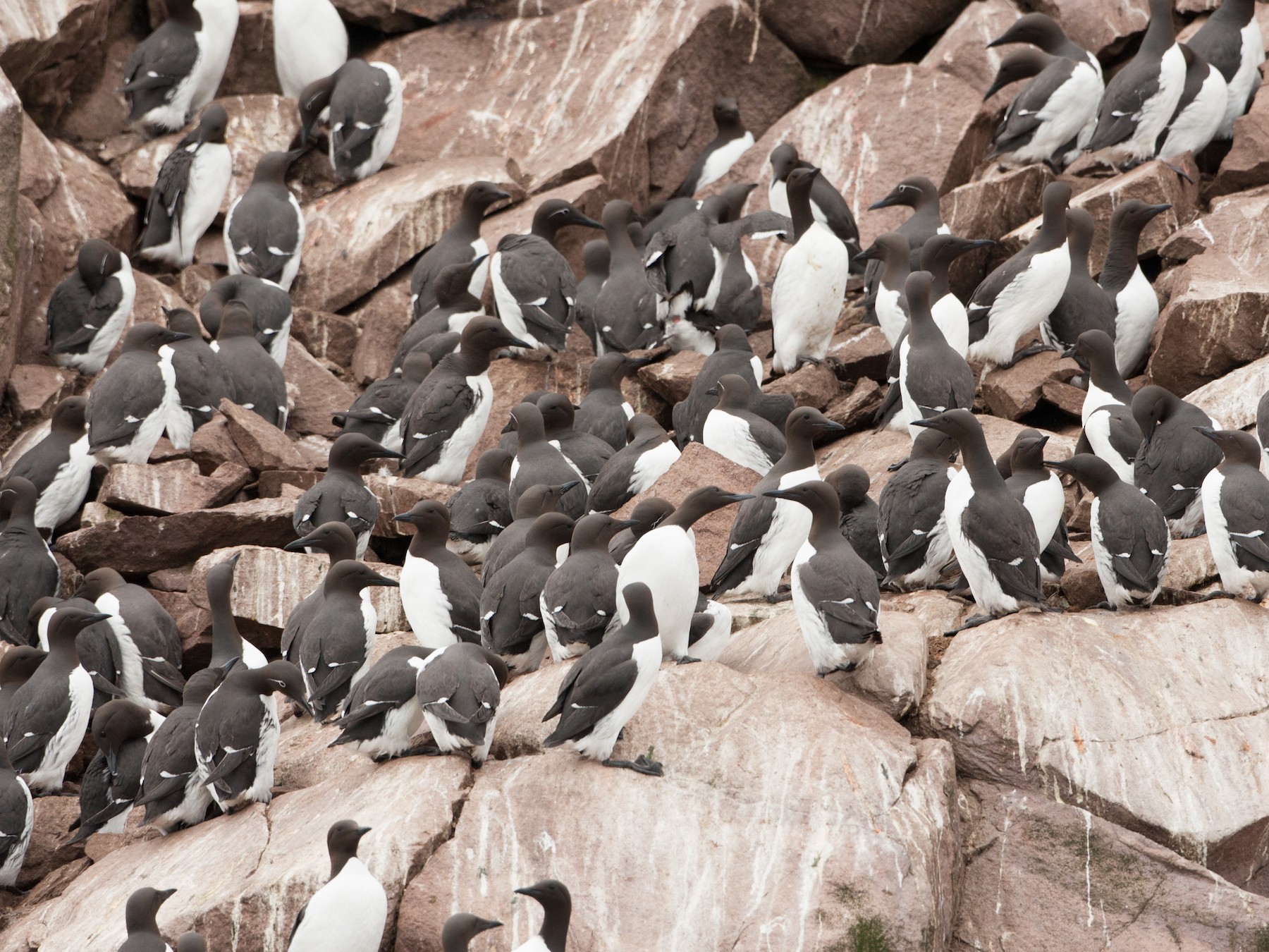 Common Murre - eBird