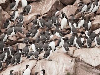 Common Murre - eBird