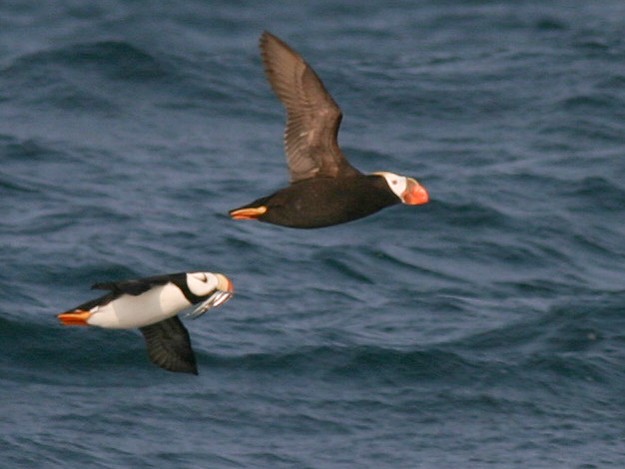 Horned Puffin - eBird