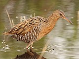 King Rail - Abundance map: Breeding - eBird Status and Trends