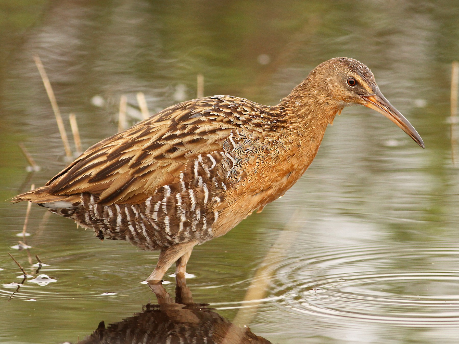 King Rail - eBird