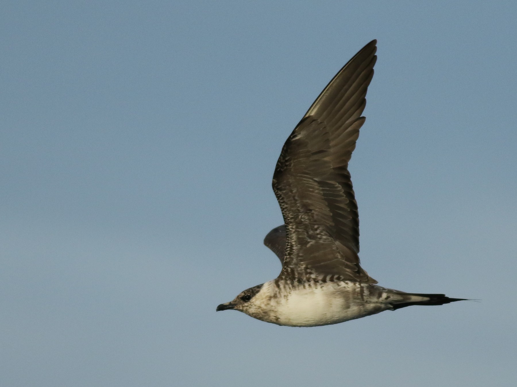 Long-tailed Jaeger - eBird