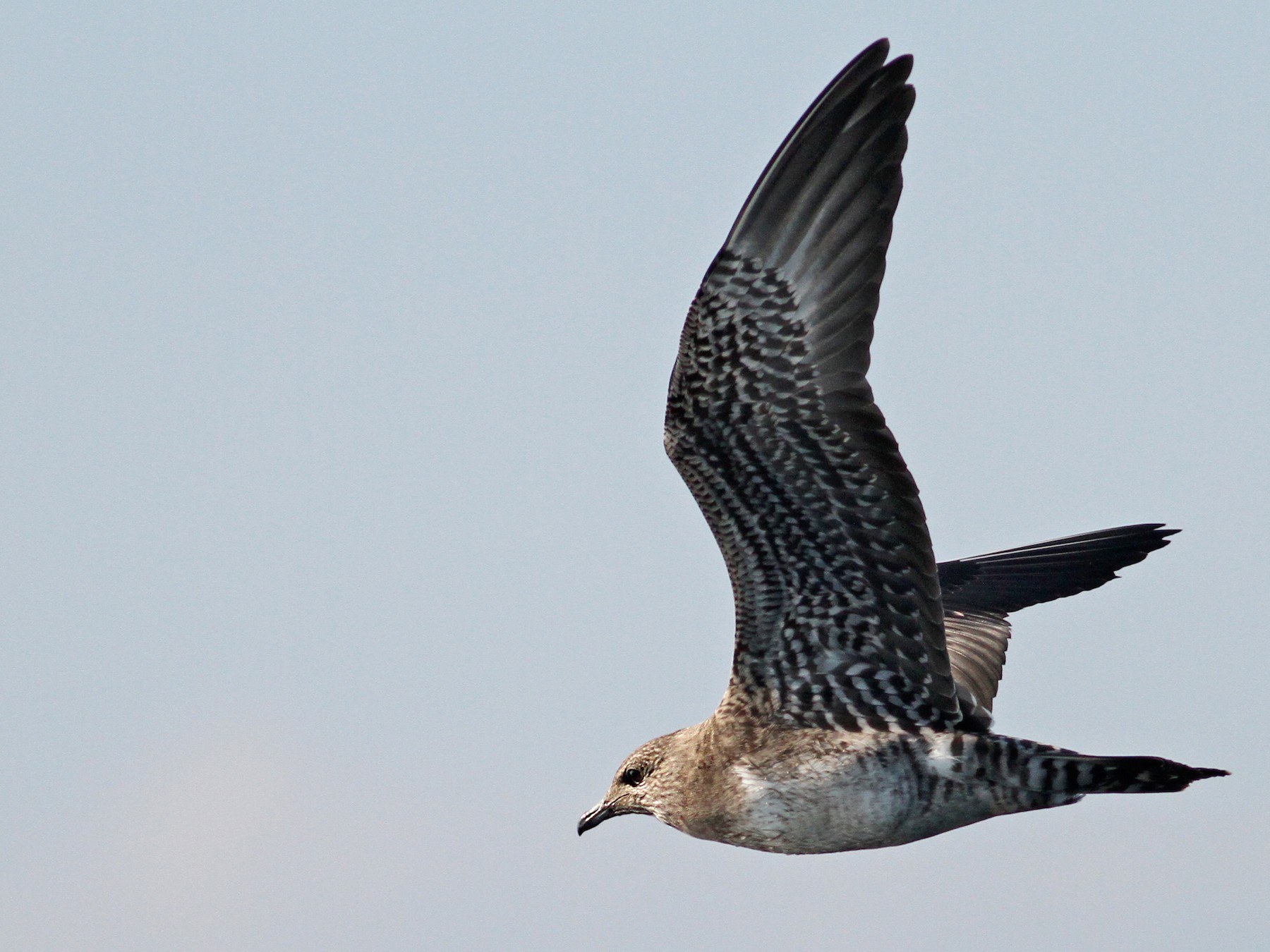 Long-tailed Jaeger - eBird