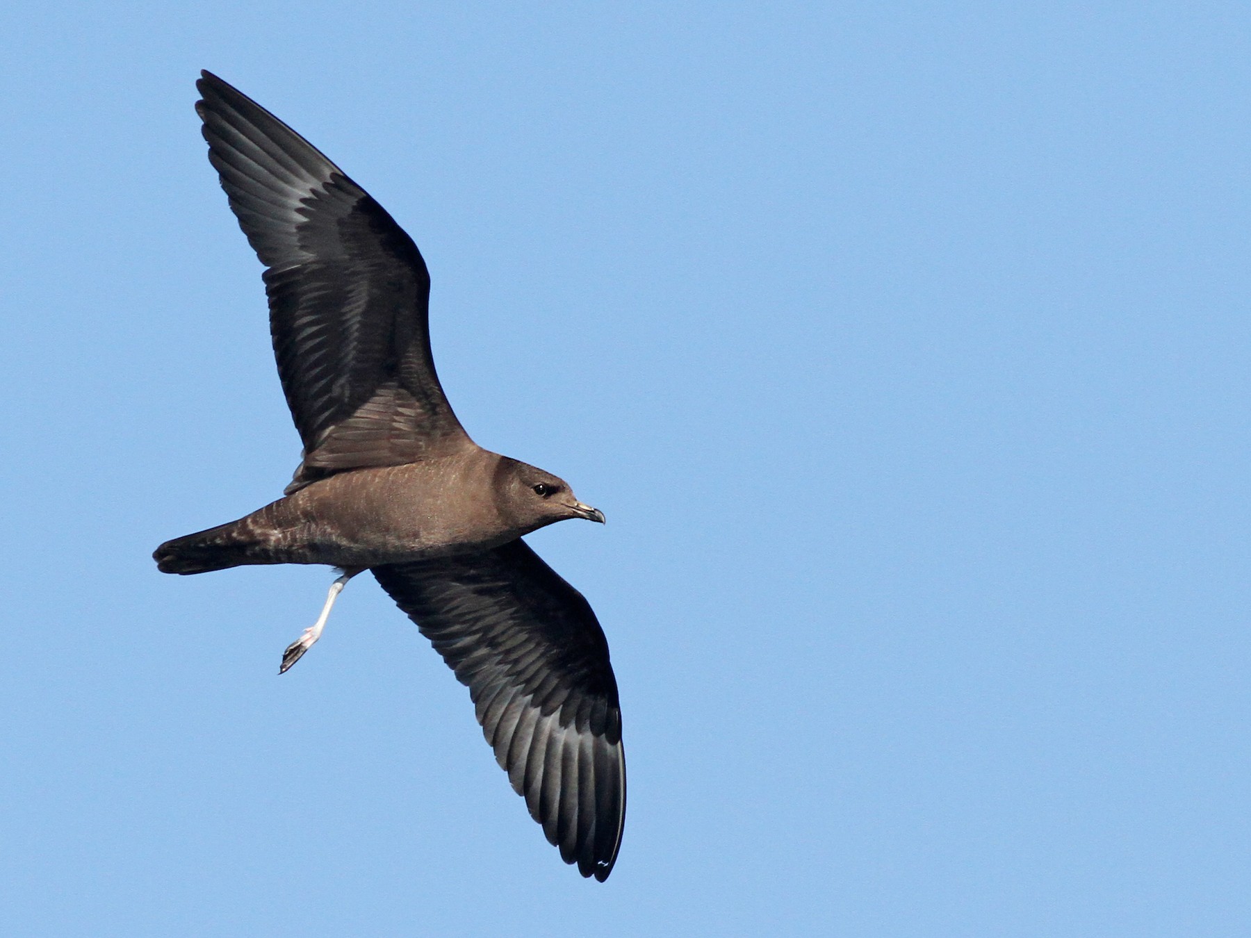 Long-tailed Jaeger - eBird