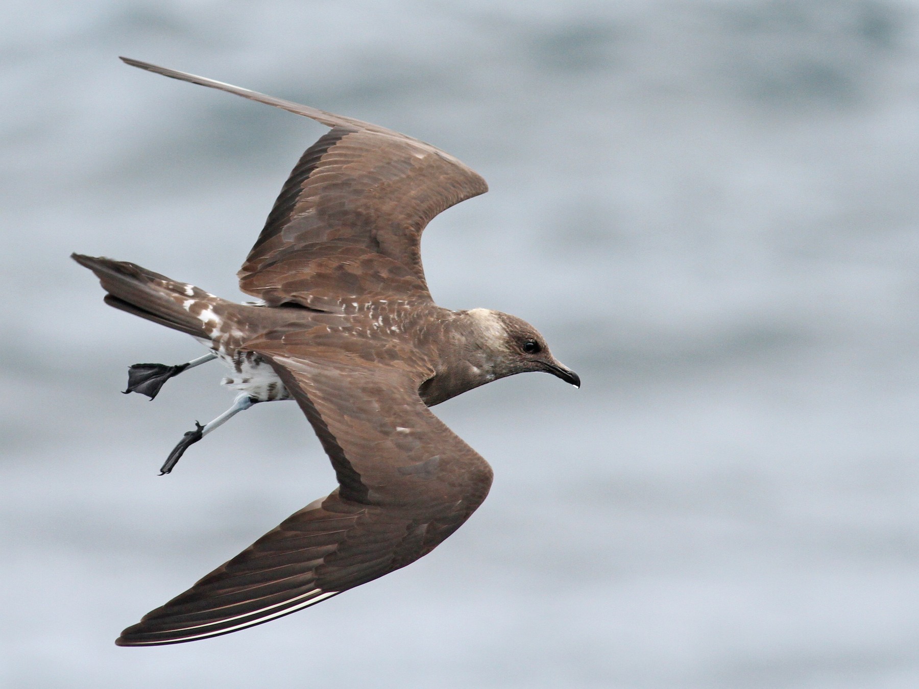 Long-tailed Jaeger - eBird