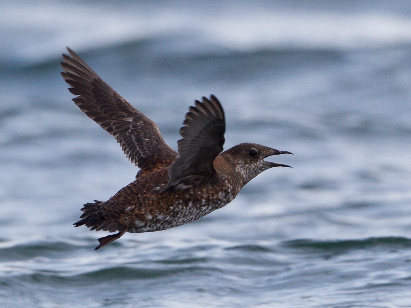 Marbled Murrelet - eBird