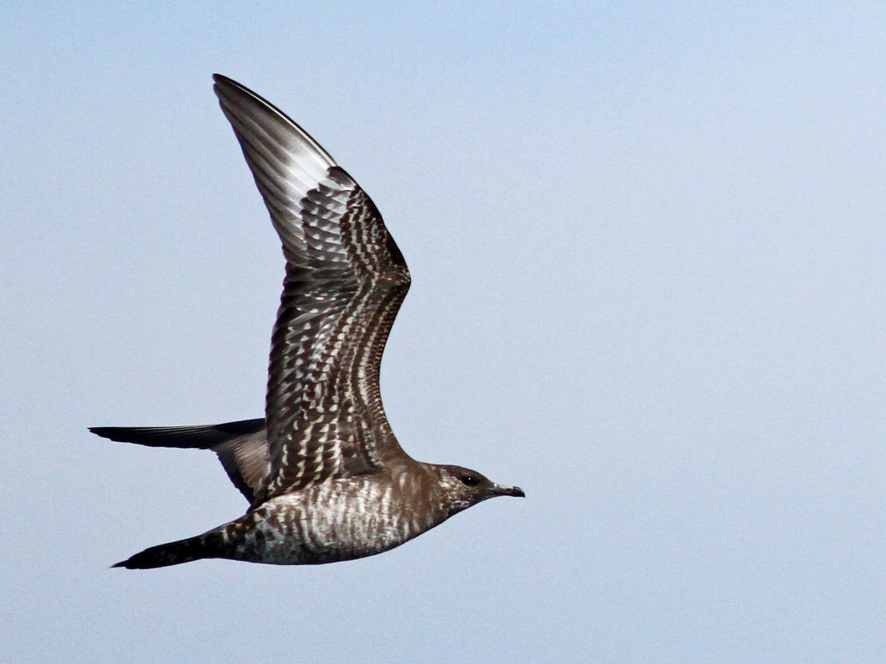 Parasitic Jaeger - eBird