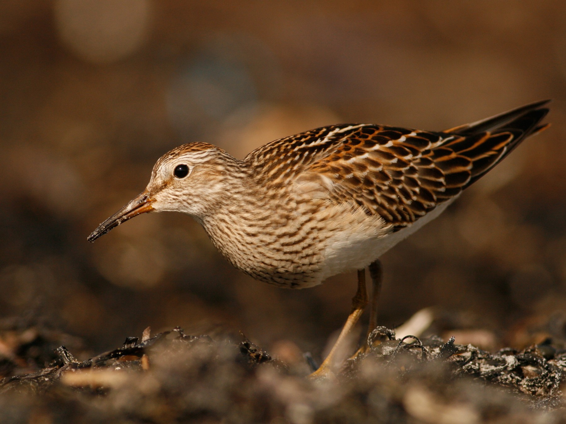 Pectoral Sandpiper - eBird