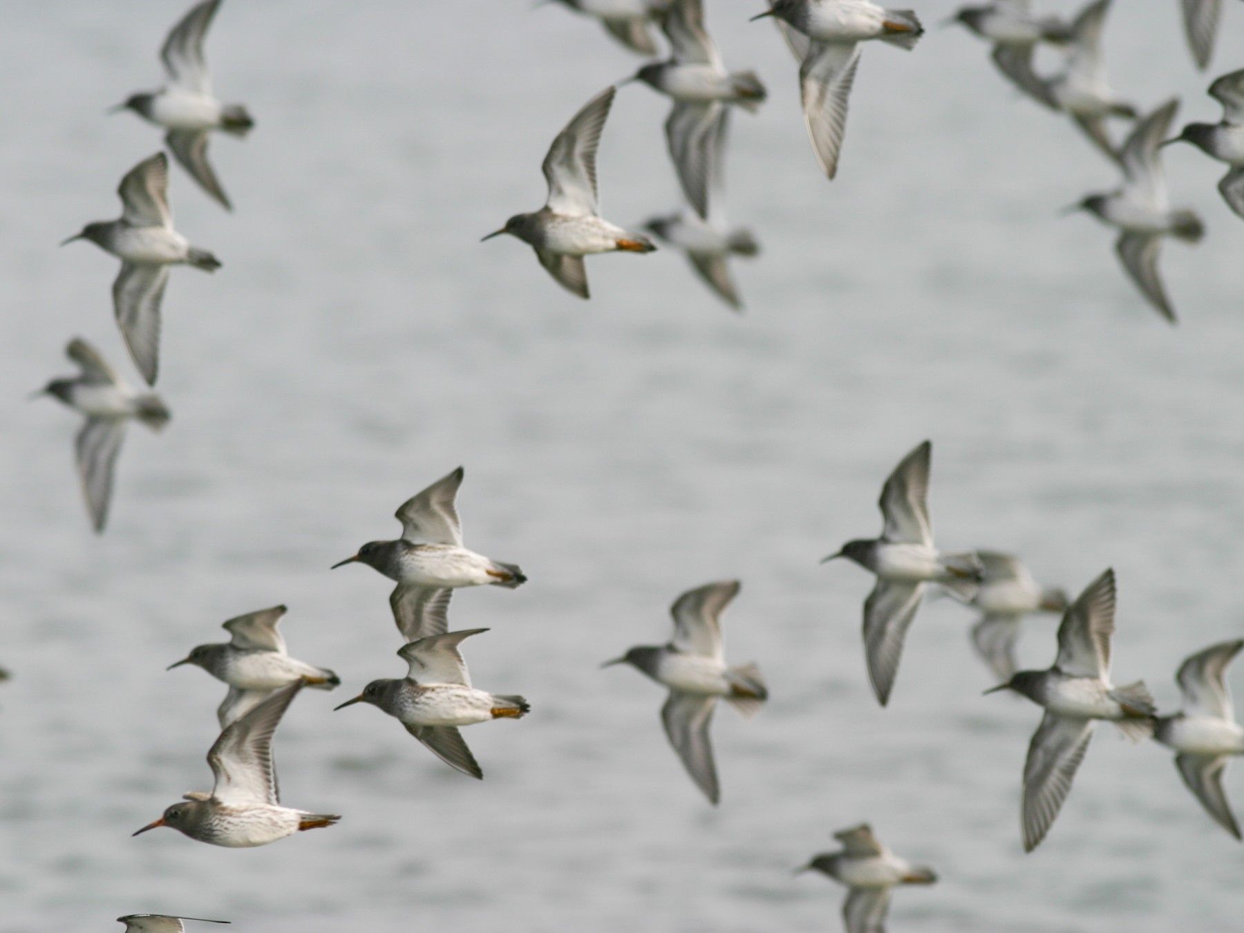 Purple Sandpiper - eBird