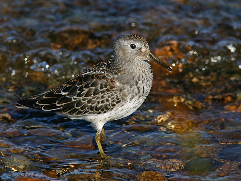 Rock Sandpiper - eBird