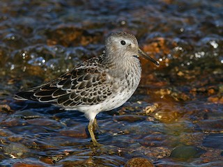 Rock Sandpiper - eBird