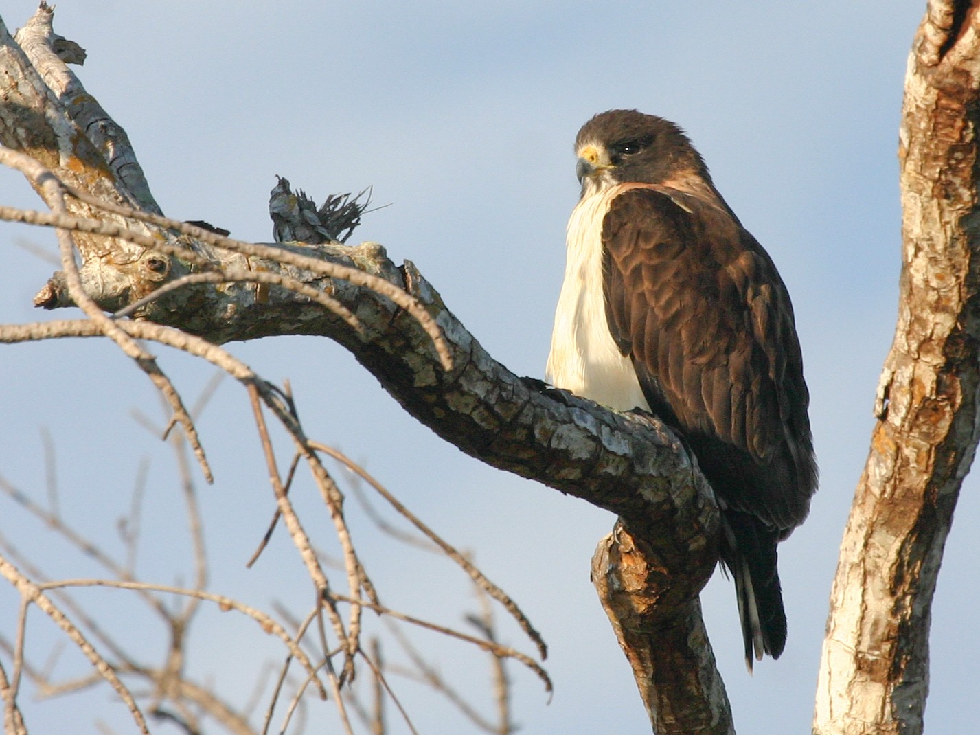 Aguililla Cola Corta - eBird