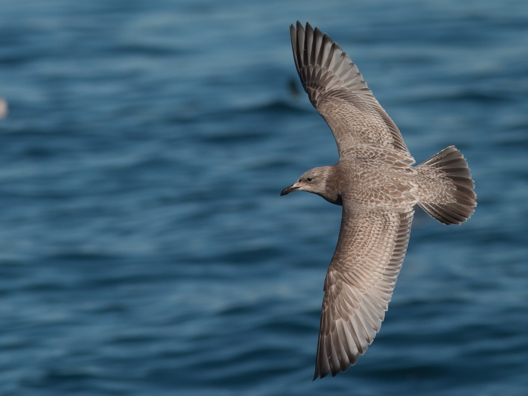 Iceland Gull (Thayer's) - eBird