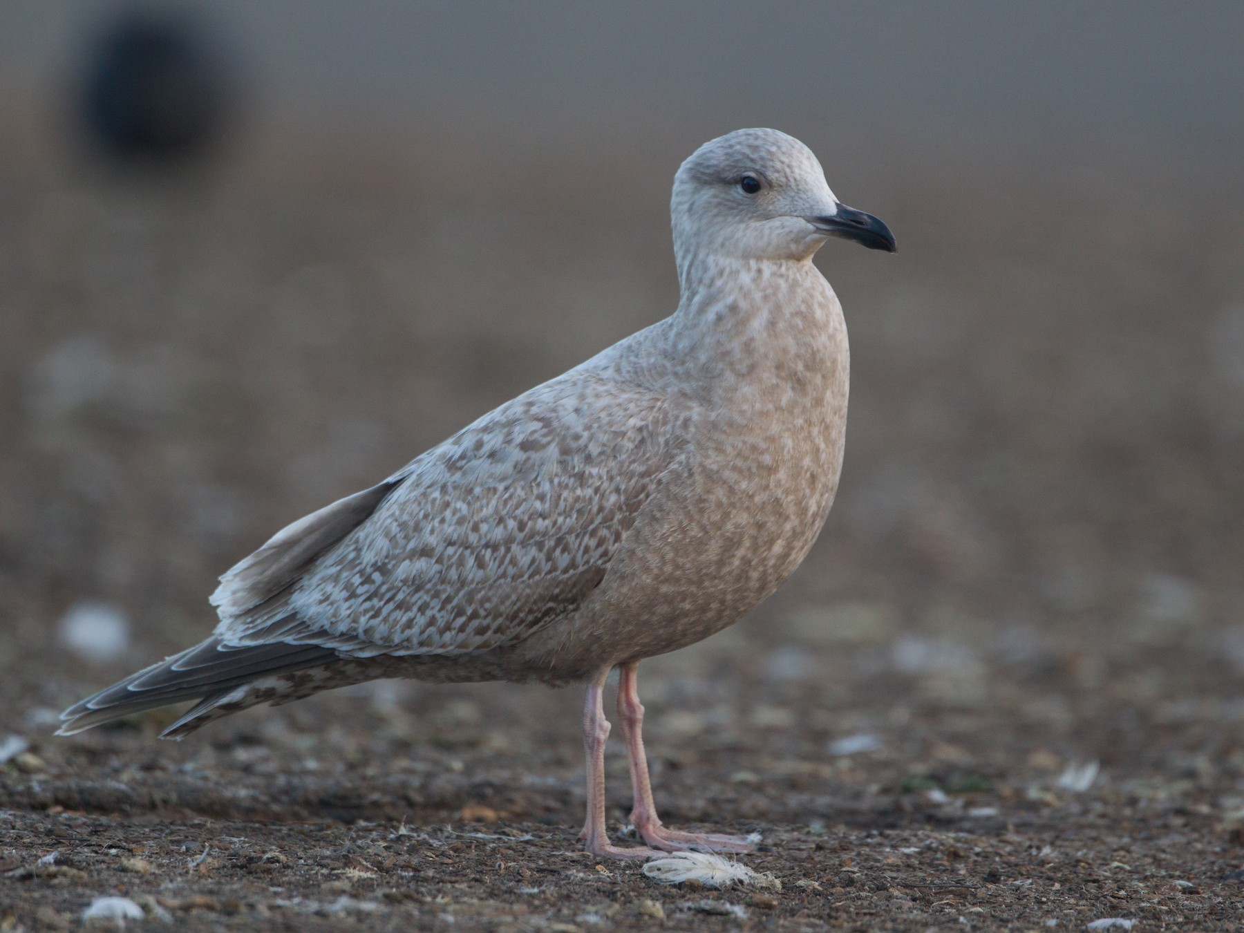 Iceland Gull (Thayer's) - eBird