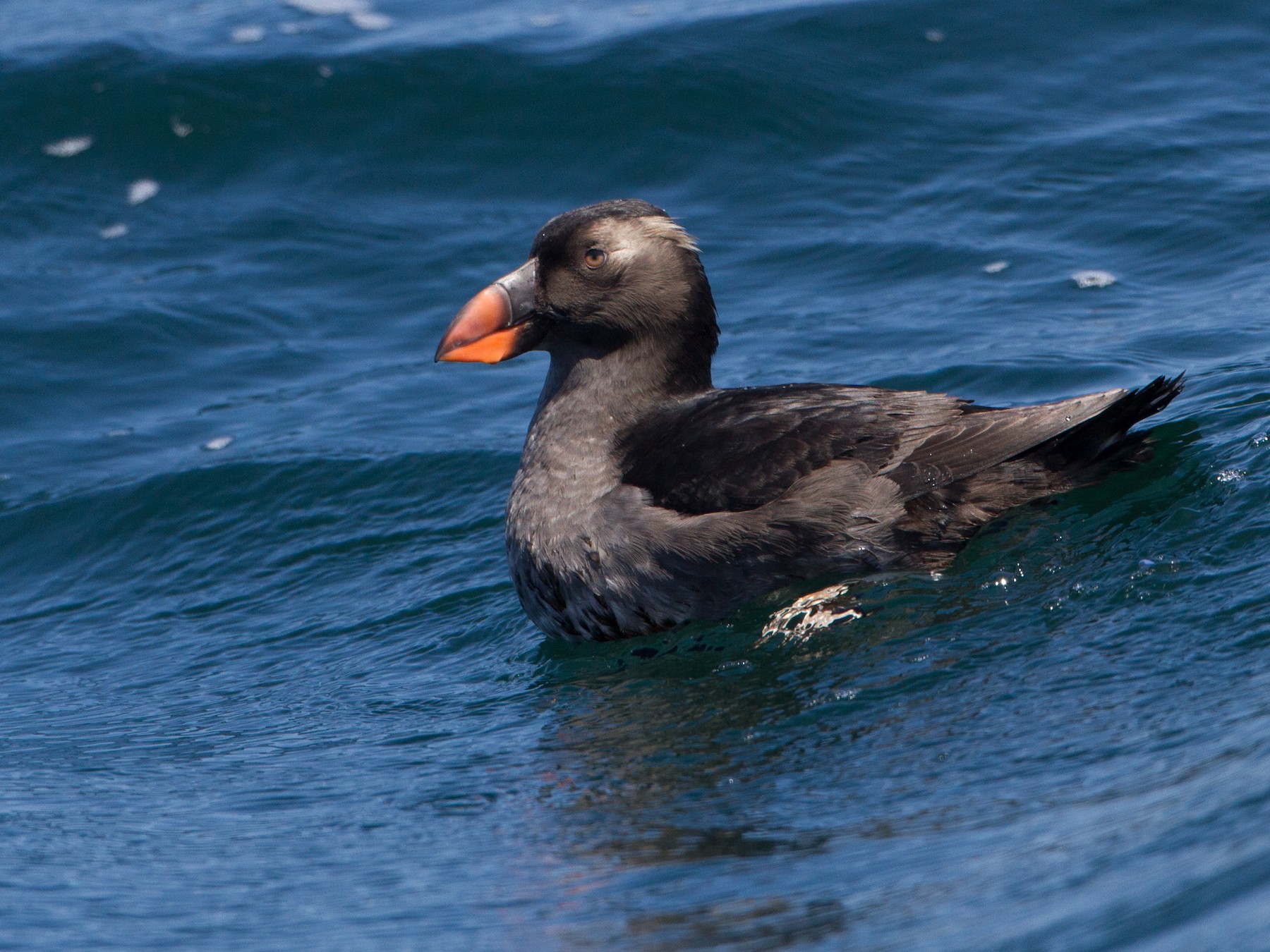 Tufted Puffin - eBird
