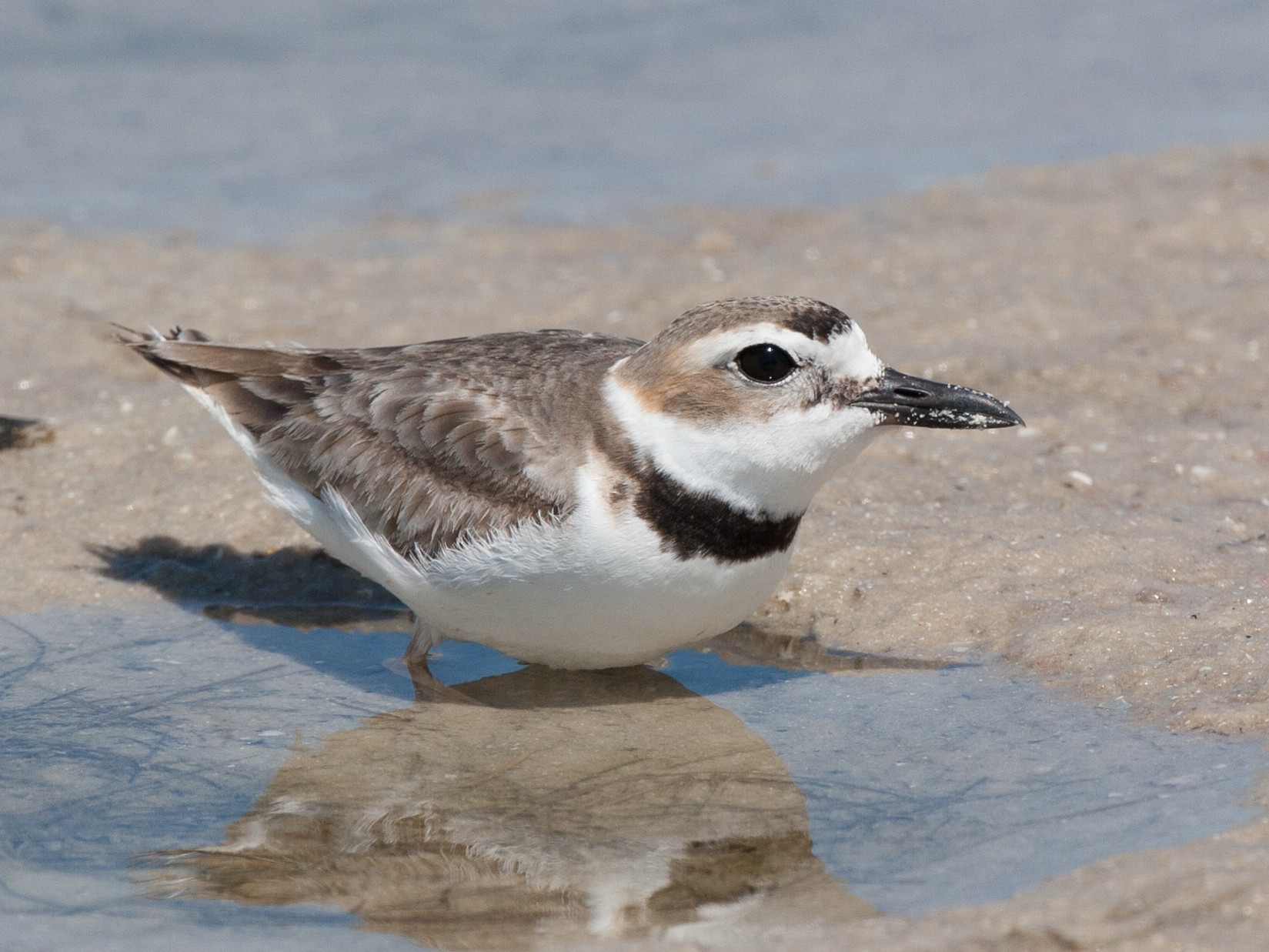 Wilson's Plover - eBird