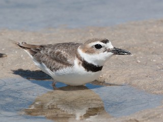 Wilson's Plover - eBird