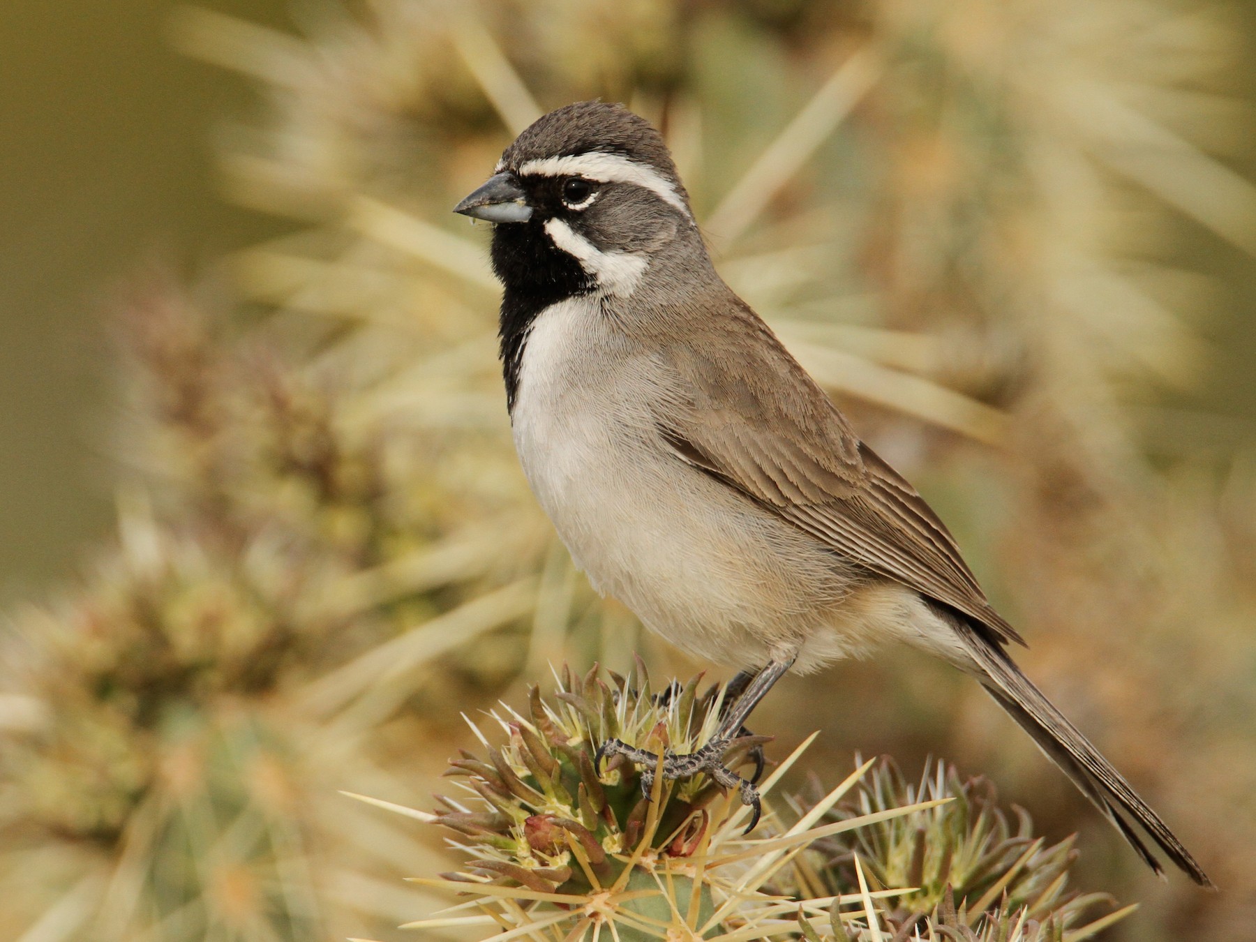 Black-throated Sparrow - eBird