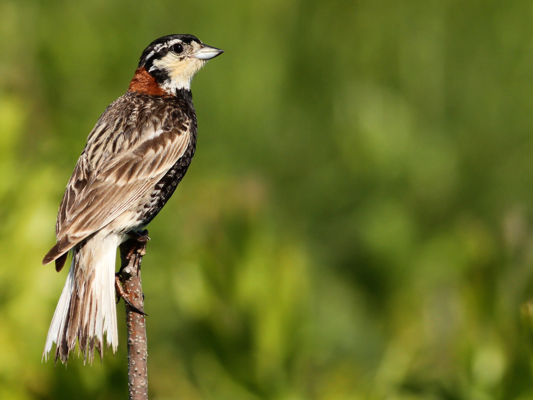 Chestnut-collared Longspur - eBird