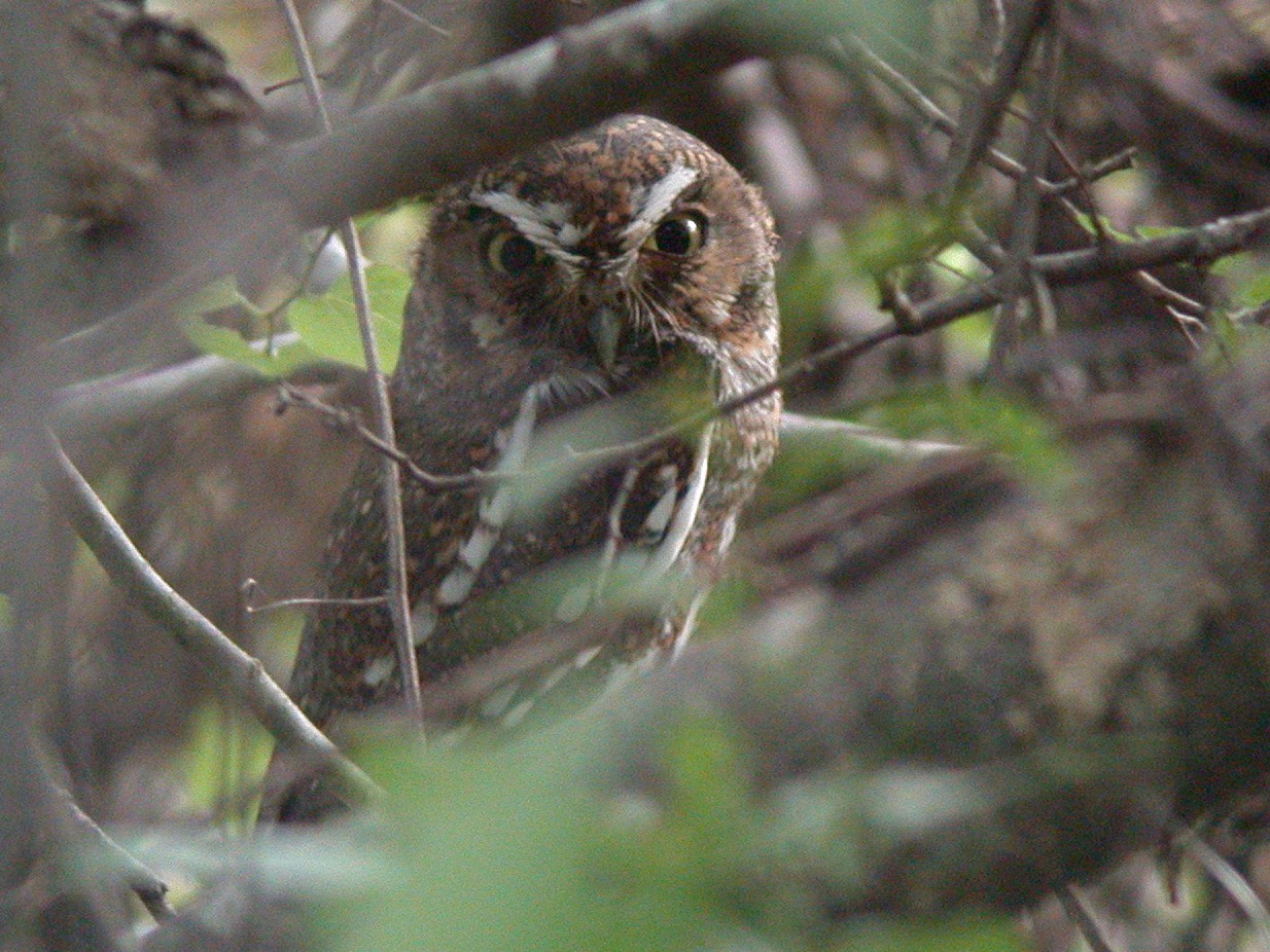 Elf Owl - eBird