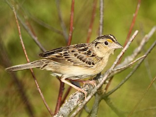 Grasshopper Sparrow - eBird