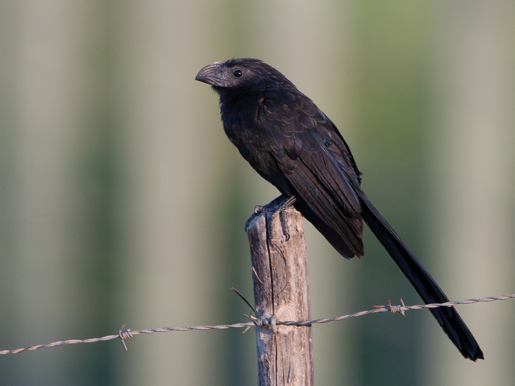 Groove-billed Ani - eBird