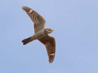 Lesser Nighthawk - eBird