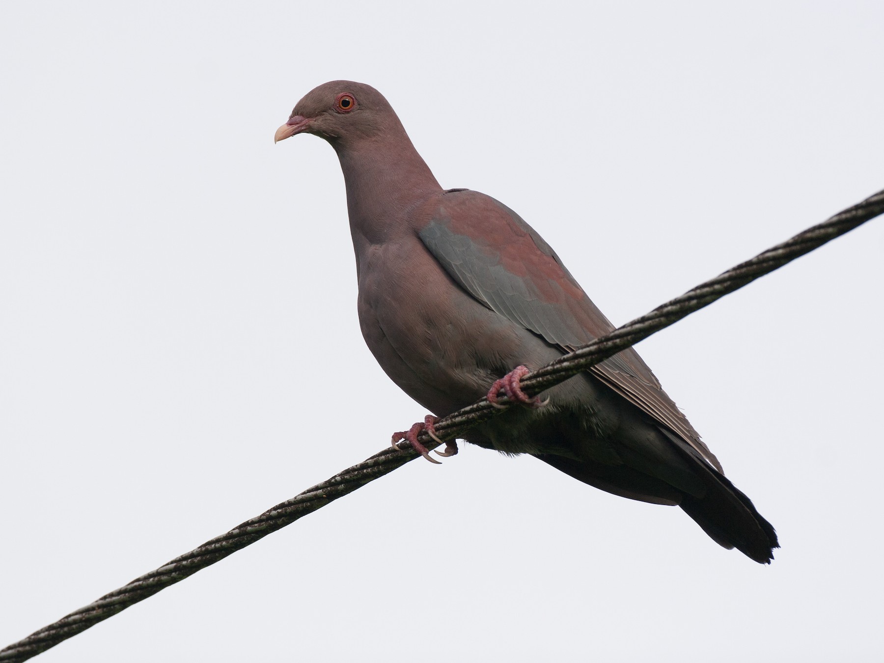 Red-billed Pigeon - eBird