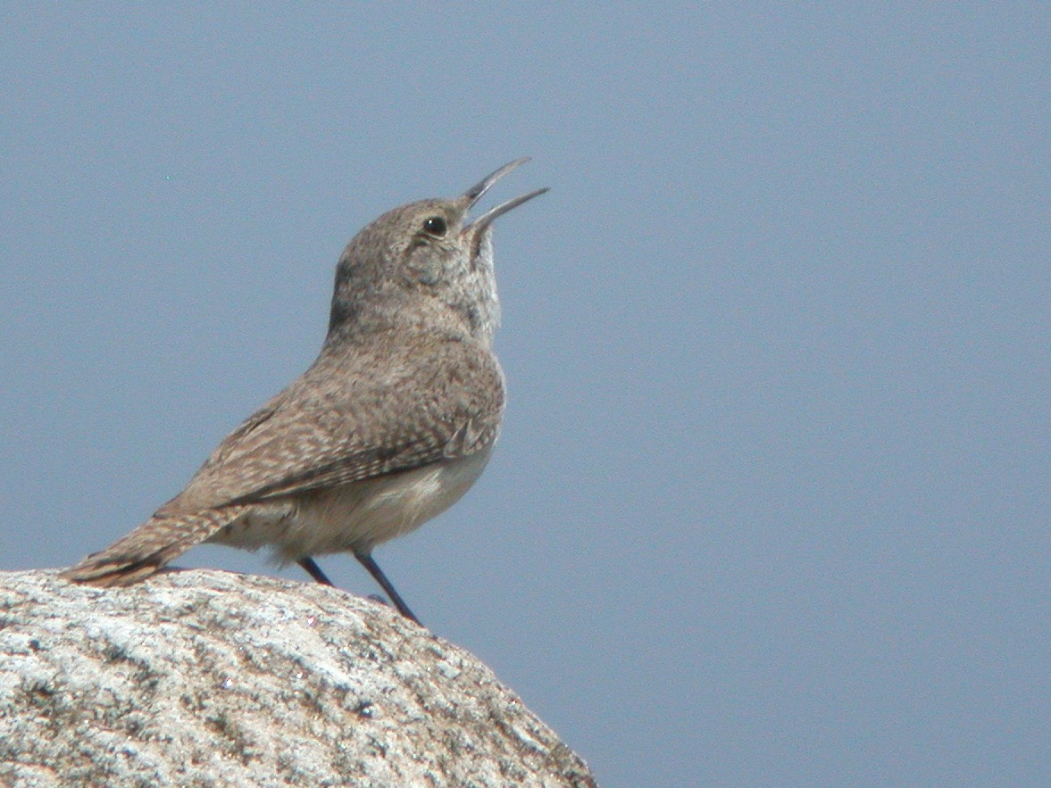Rock Wren - eBird