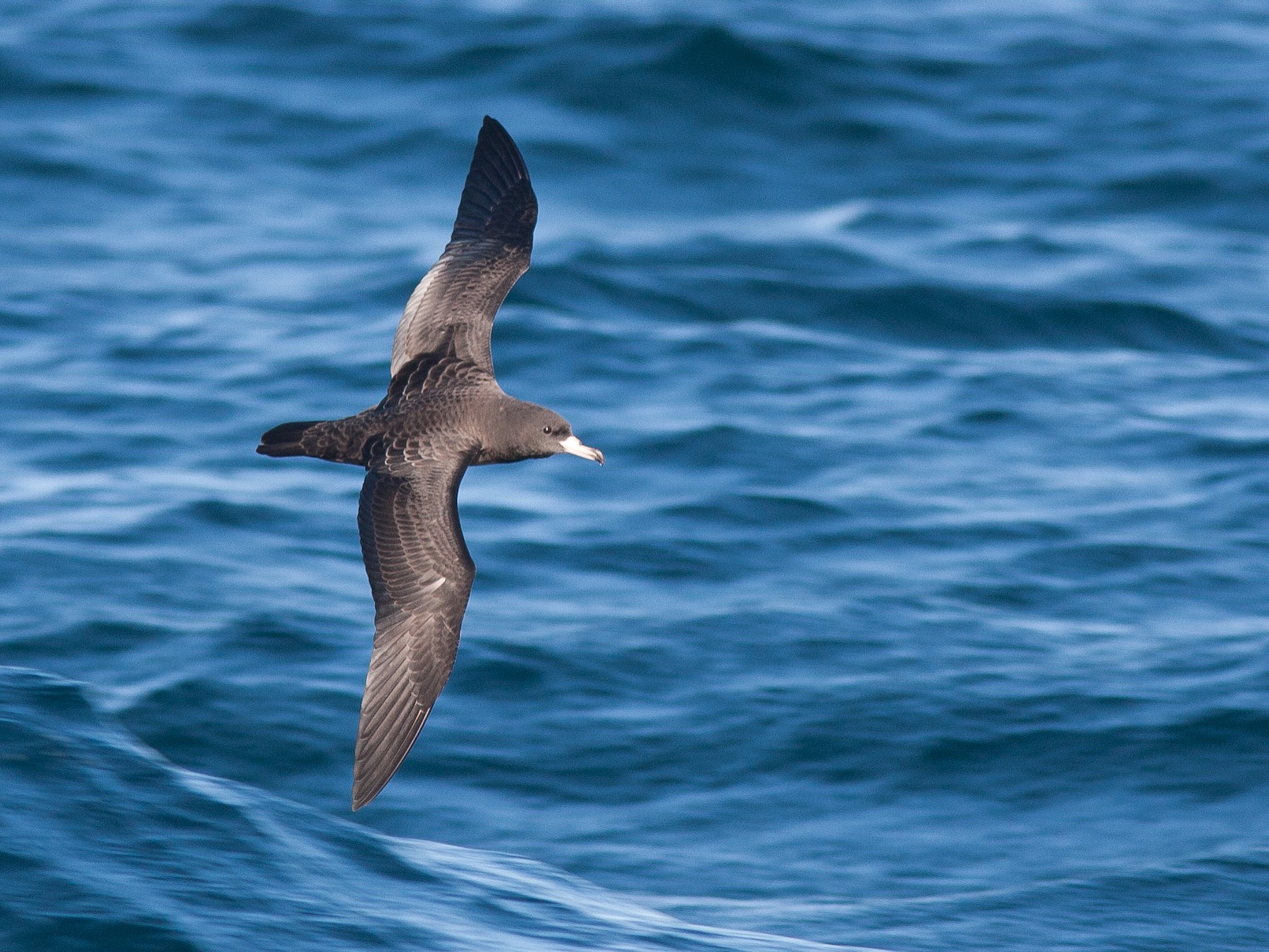 Flesh-footed Shearwater - eBird