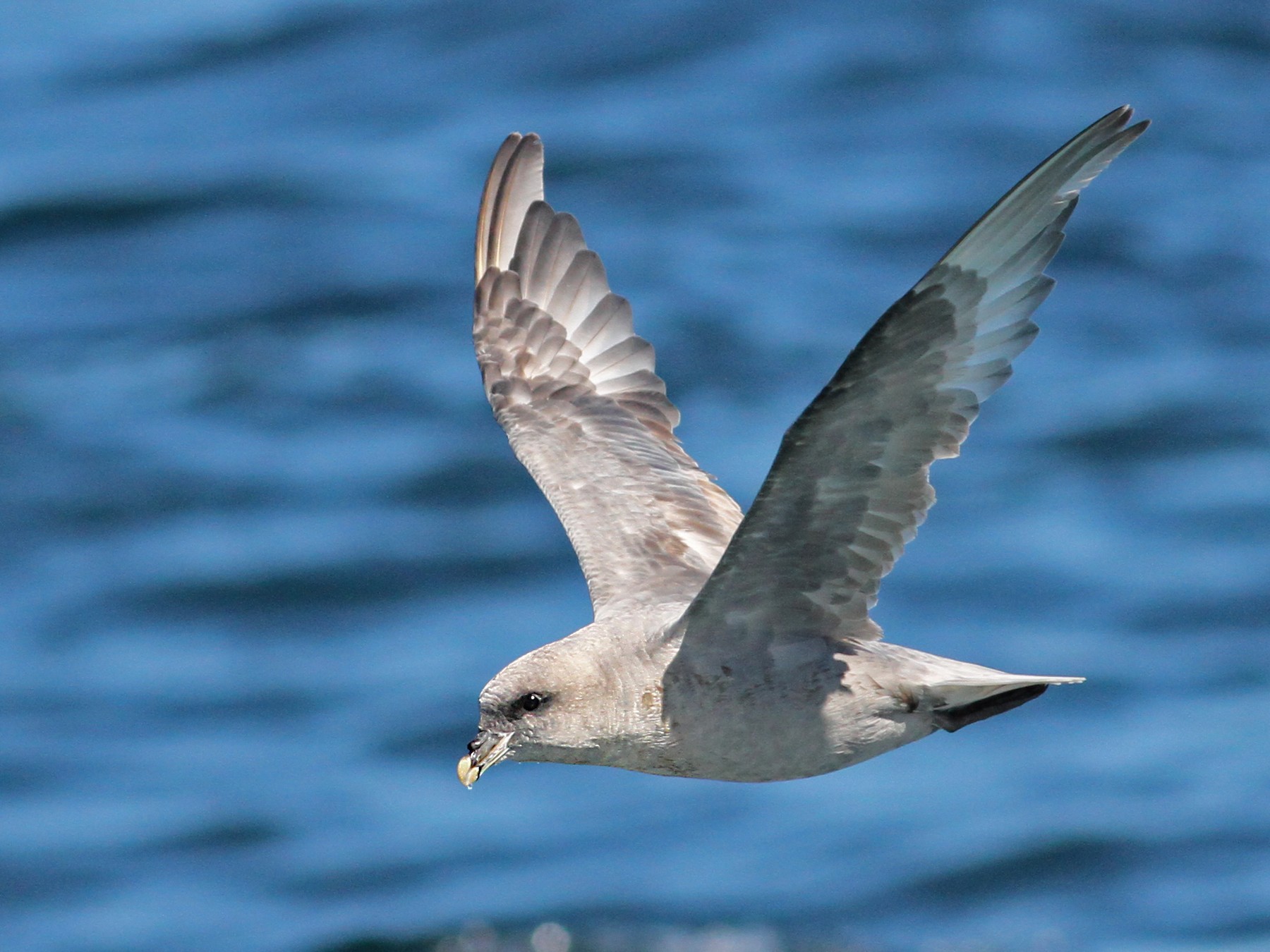 Northern Fulmar - eBird