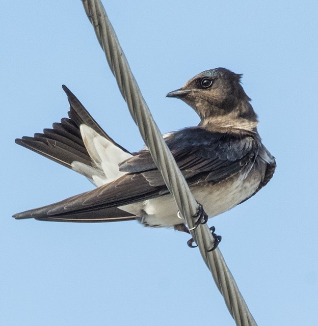Photos - Cuban Martin - Progne cryptoleuca - Birds of the World