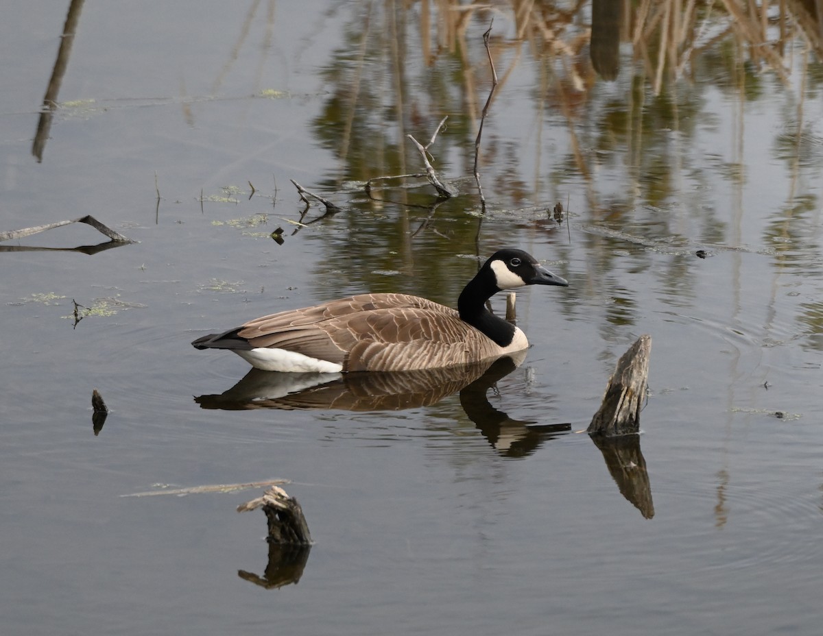 eBird Checklist - 18 Apr 2021 - Parc du Lac-Beauchamp - 20 species