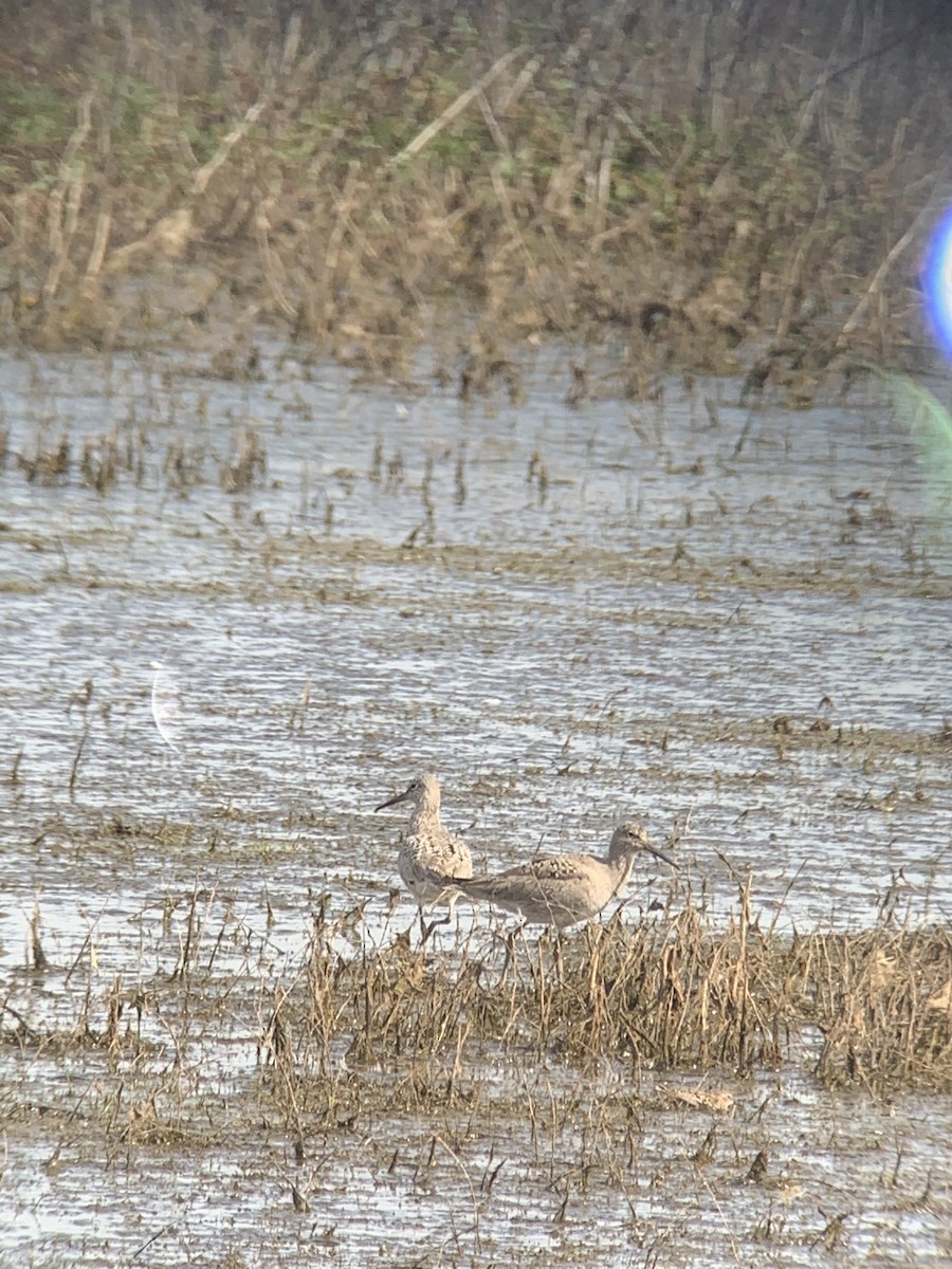 eBird Checklist - 19 Apr 2021 - Sacramento River NWR--Llano Seco Unit ...