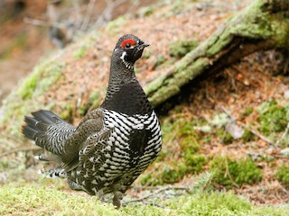 Spruce Grouse - eBird