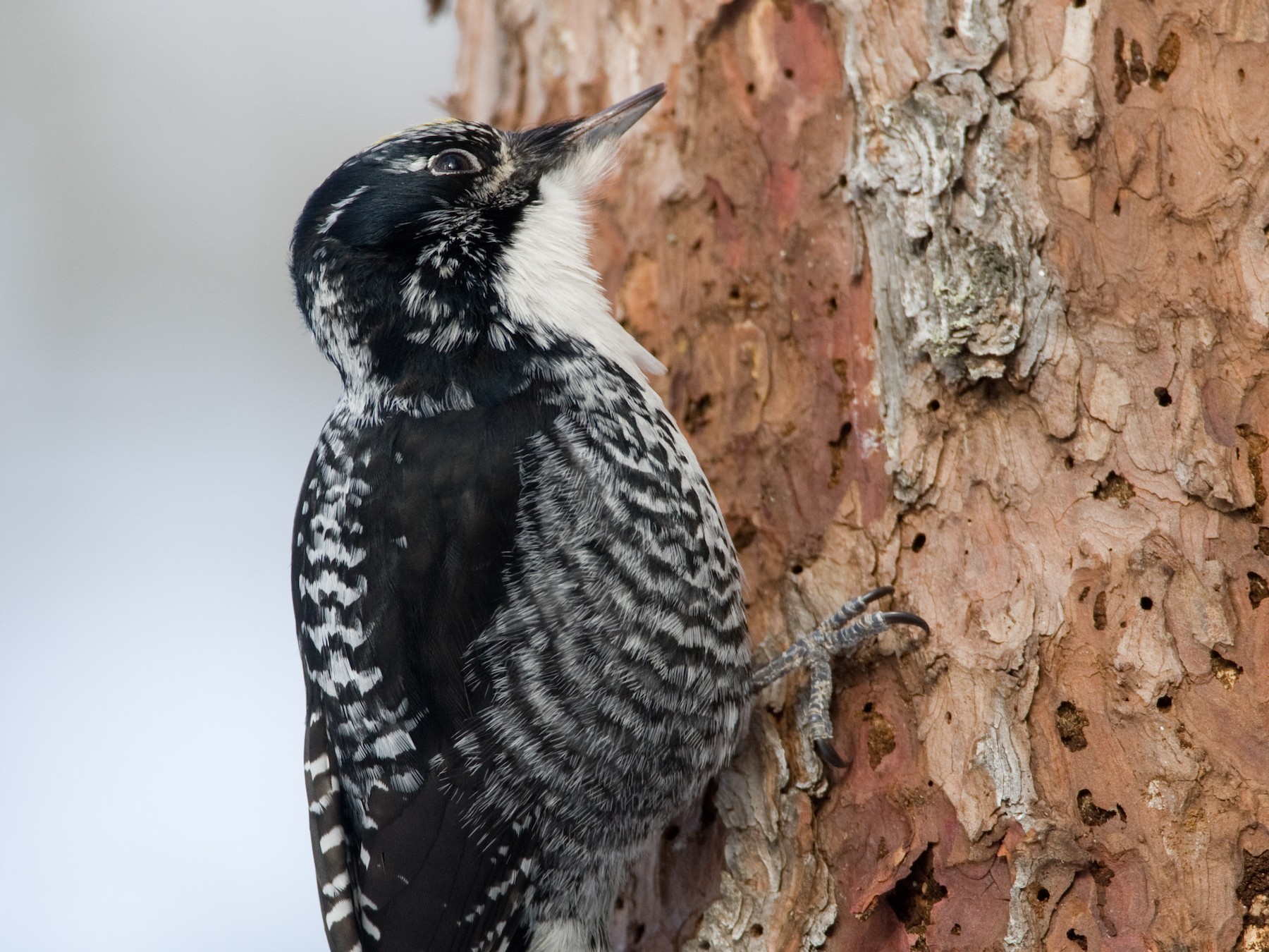 American Three-toed Woodpecker - eBird