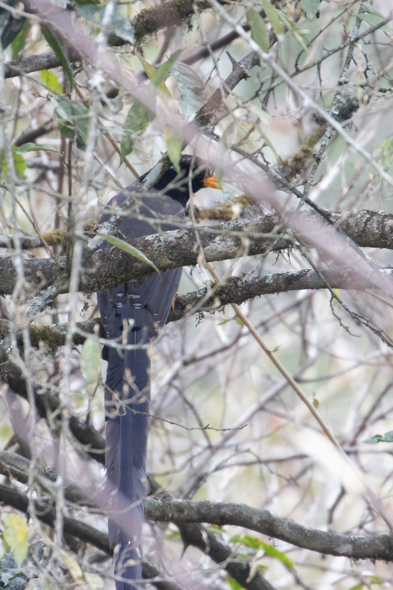 eBird Checklist - 10 Apr 2021 - Gurudongmar road - 13 species