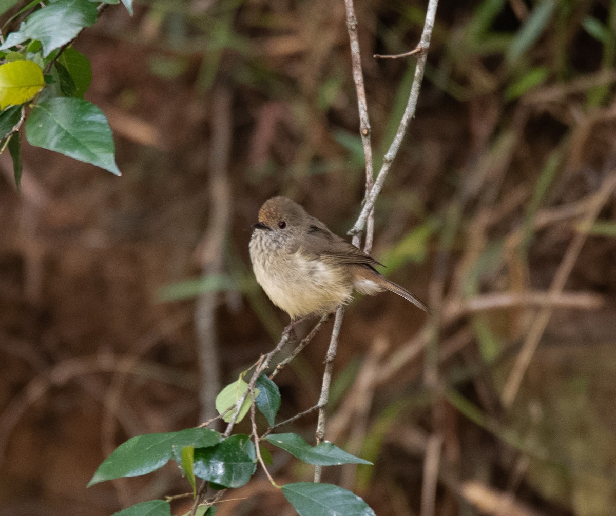 eBird Checklist - 18 Apr 2021 - Flinders Plum Picnic Area - 19 species