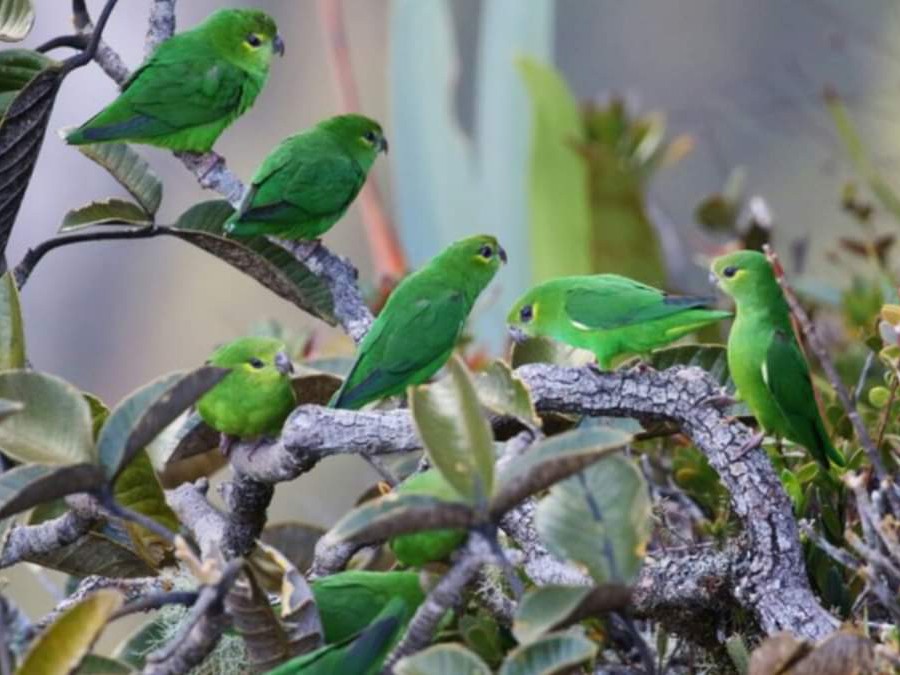 Tepui Parrotlet - eBird
