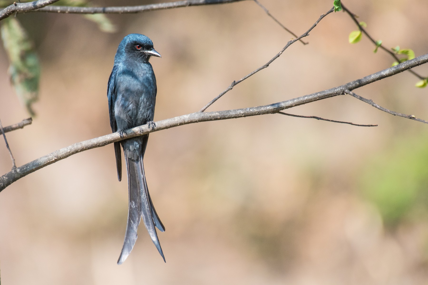 Ashy Drongo (Blackish) - eBird