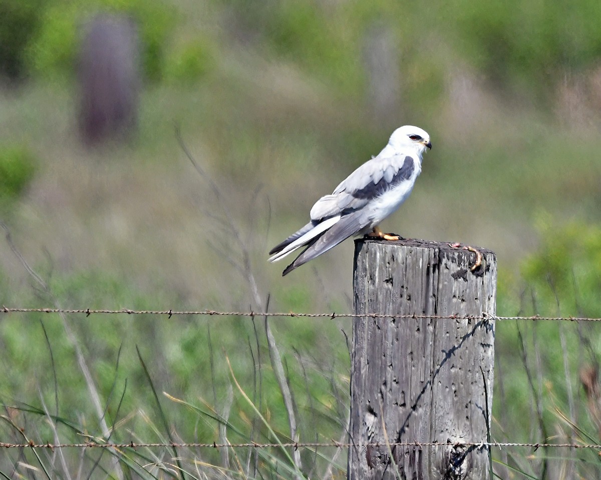 eBird Checklist - 21 Apr 2021 - High Island--Hooks Woods Sanctuary - 9 ...
