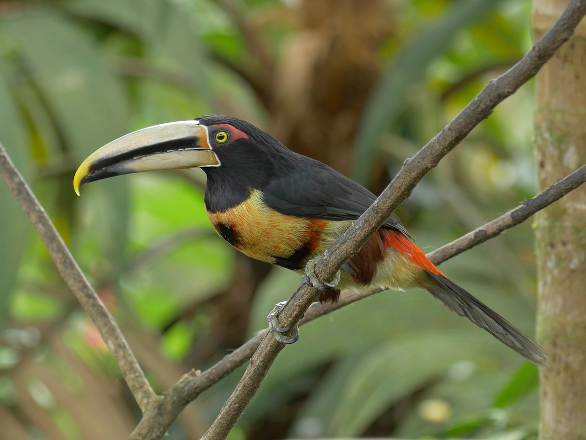 Pale-mandibled Aracari - Pteroglossus erythropygius - Birds of the World